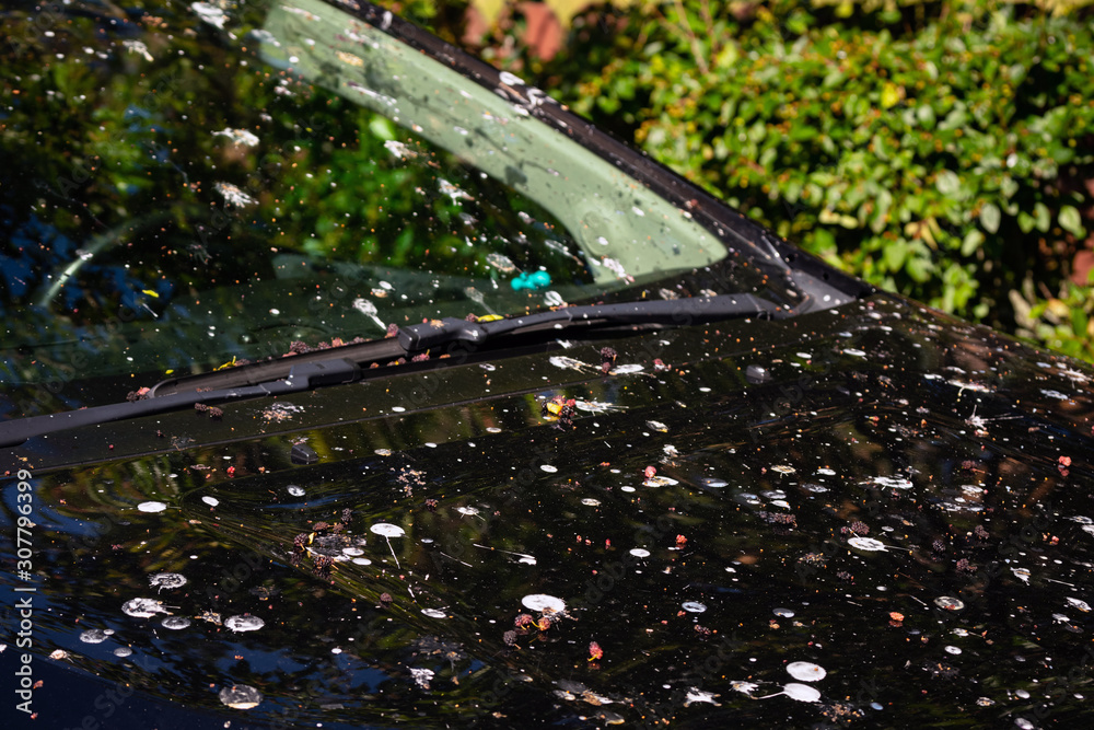 Loads of bird poop on top of the car. Dark hood of the car and front ...