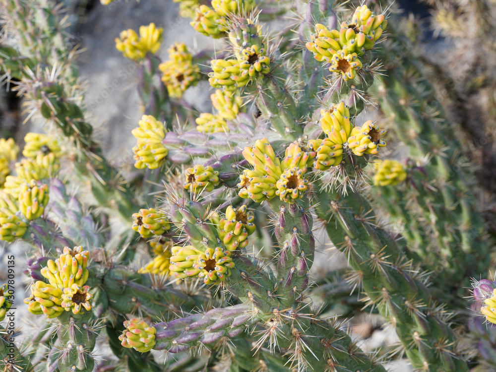 Cylindropuntia whipplei - Whipple's cholla or Plateau cholla, a ...