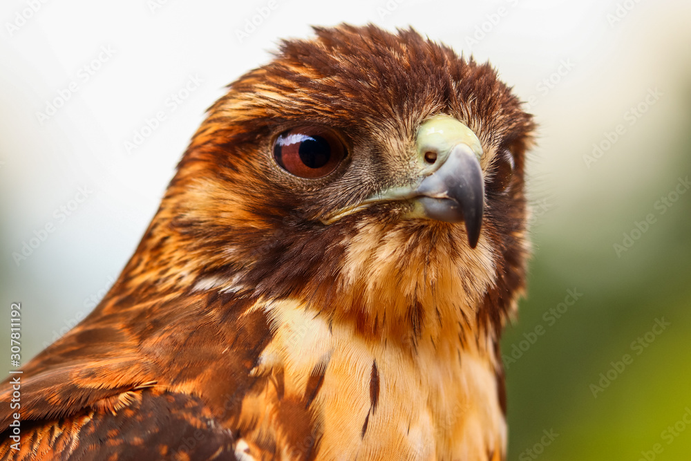 Portrait of a Peregrine Falcon, close up of head with blurry background ...