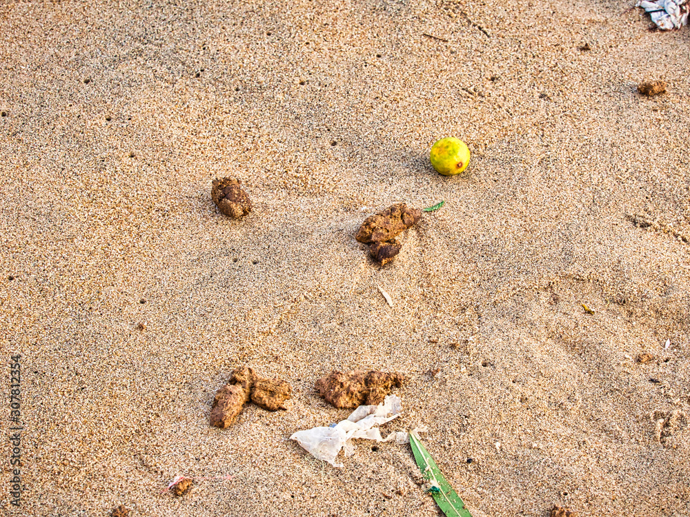 Dog Poop On The Beach
