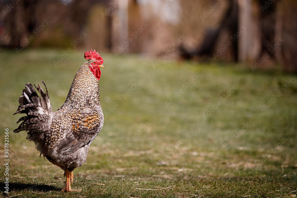 Bright colorful rooster walks around the farm. A rooster guards his ...
