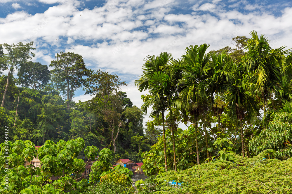 Beautiful landscape view of the rainforest during a ecotourism jungle ...