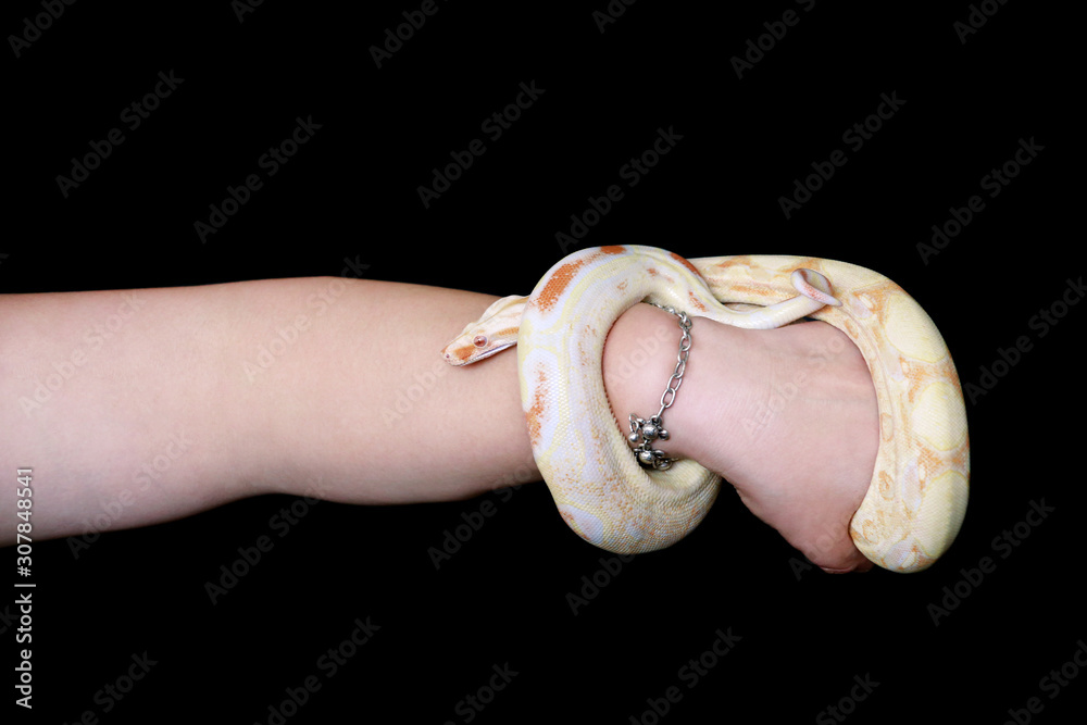 Female hands with snake. Woman holds Boa constrictor albino snake in ...