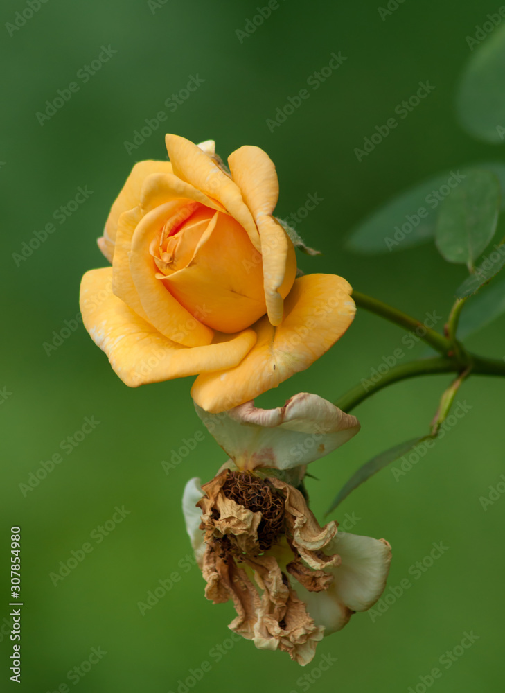 The Rose. Flower. The enormous variety of rose varieties currently ...