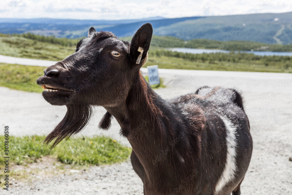 Foto de Ziege im Jotunheimen Nationalpark in Norwegen do Stock | Adobe ...