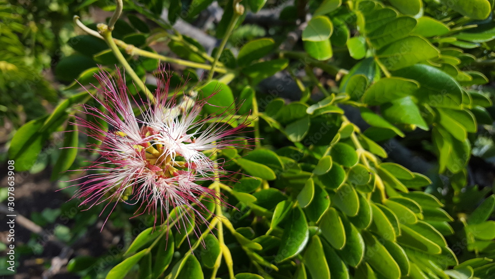 Beautiful Samanea Saman flower with pink color. Rain tree which is a ...