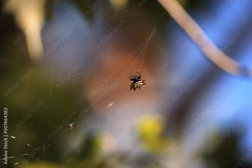 Spiny Orb-Weaver spider Gasteracantha cancriformis catches a mosquito ...