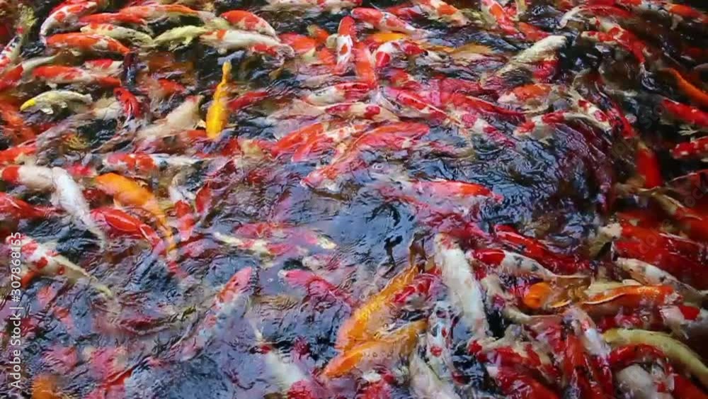 Crowd of colourful crap fish swimming in the pond. Koi clap fish in ...