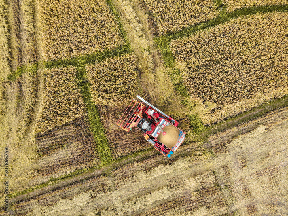 Rice farm on harvesting season by farmer with combine harvesters. And ...