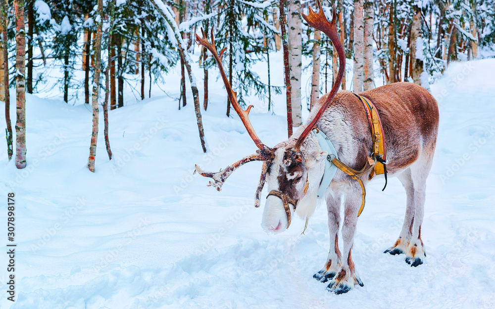 Saami Reindeer