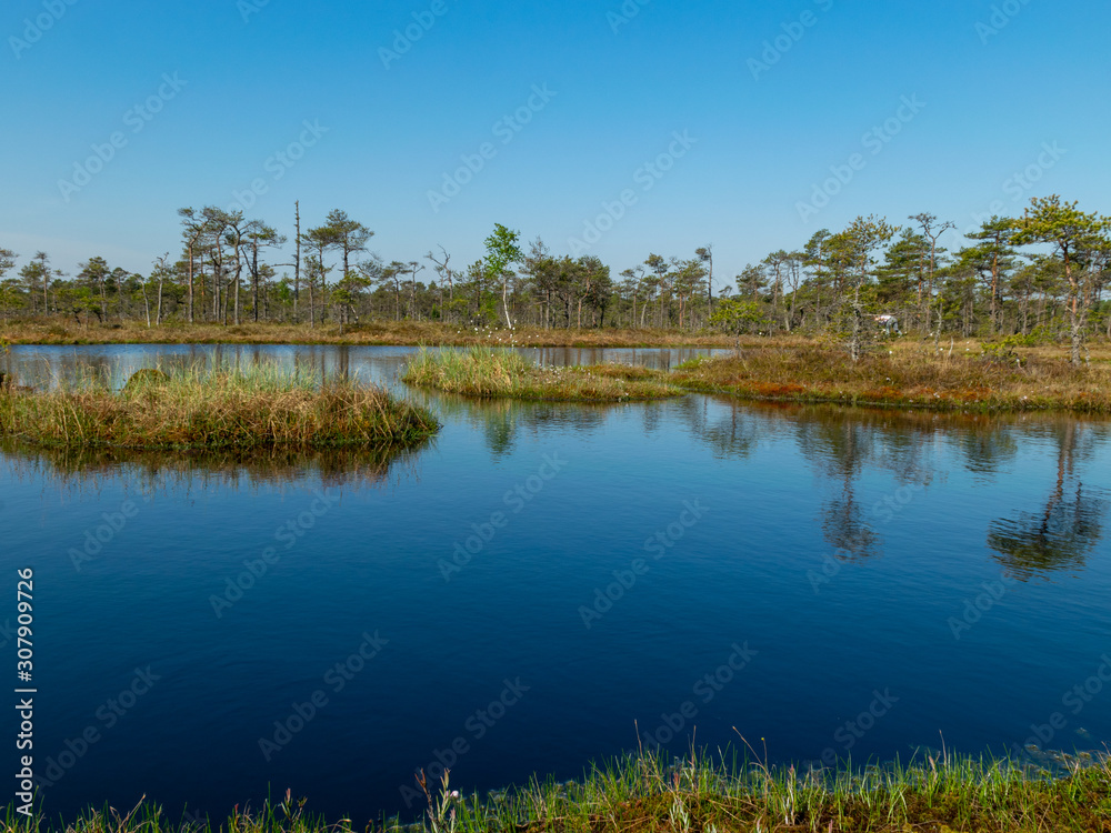 Beautiful Marsh Wetland
