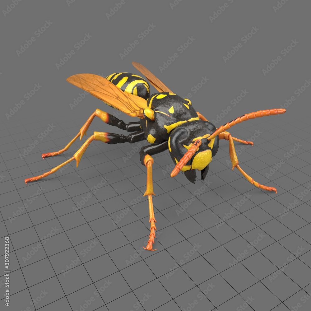 Paper wasp Stock 3D asset | Adobe Stock