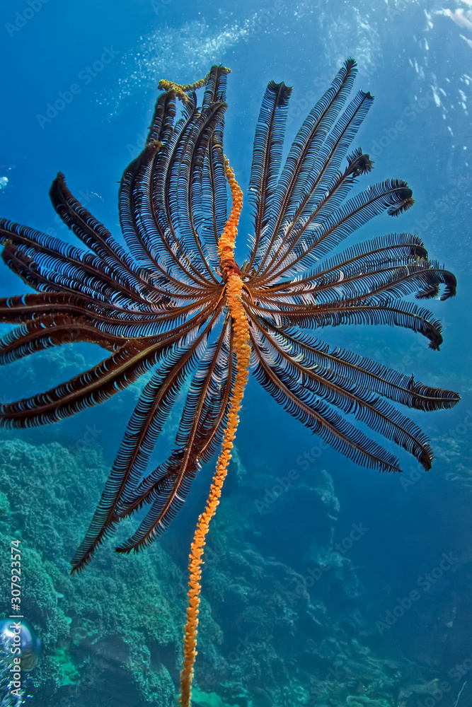Sea Lily (feather Star) on top of coral. Underwater photography ...