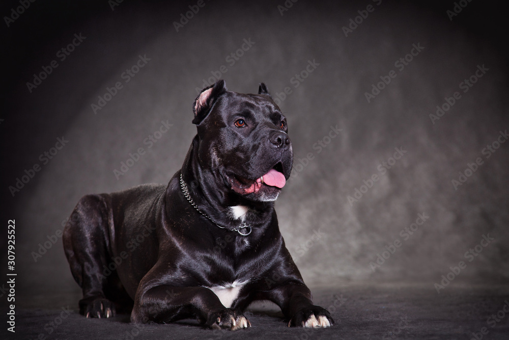 big beautiful black dog breed italian cane corso on a black background ...