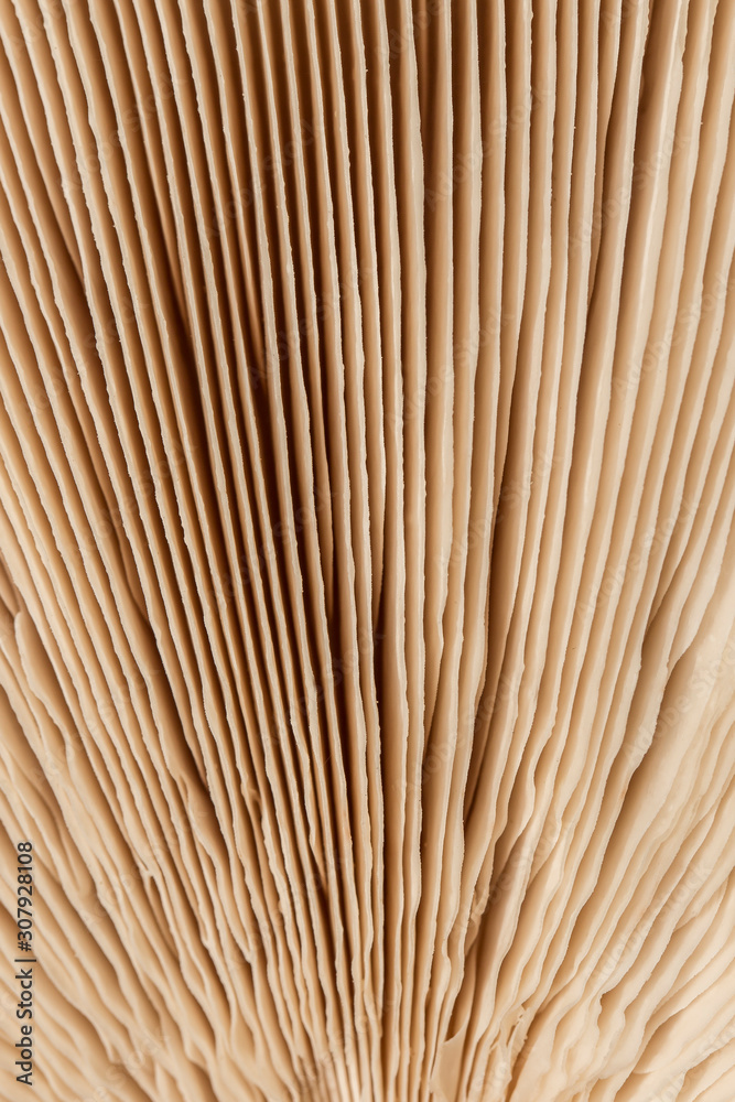 Abstract nature background homogeneous mushroom plates, close-up ...