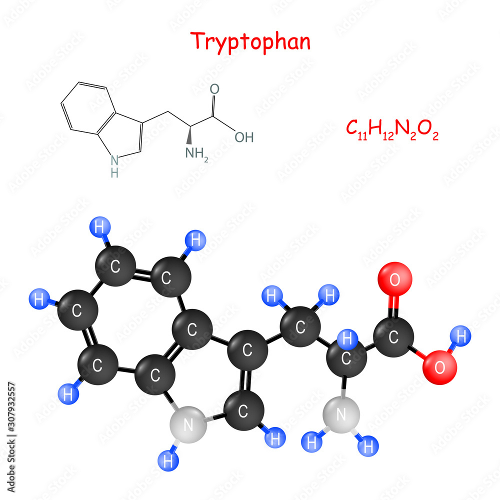Tryptophan. Chemical structural formula and model of molecule. Stock ... Tryptophan. Chemical structural formula and model of molecule. Stock ...
