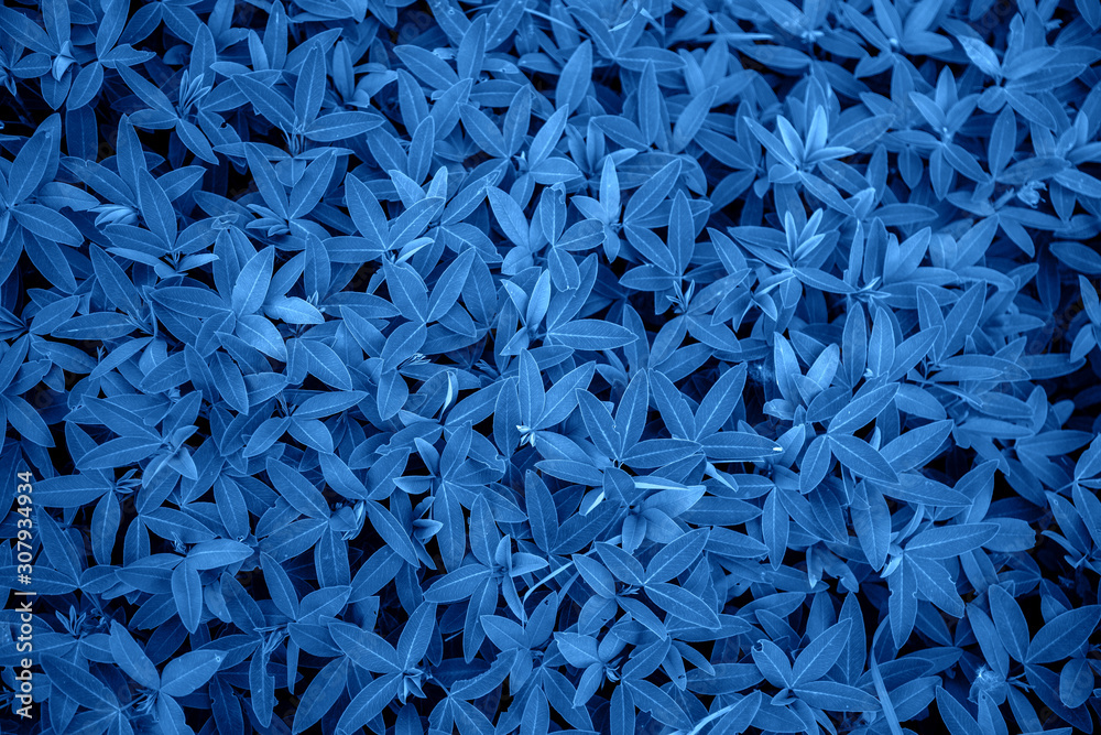 Blue leaves textured background. Color of the year concept. Pantone ...