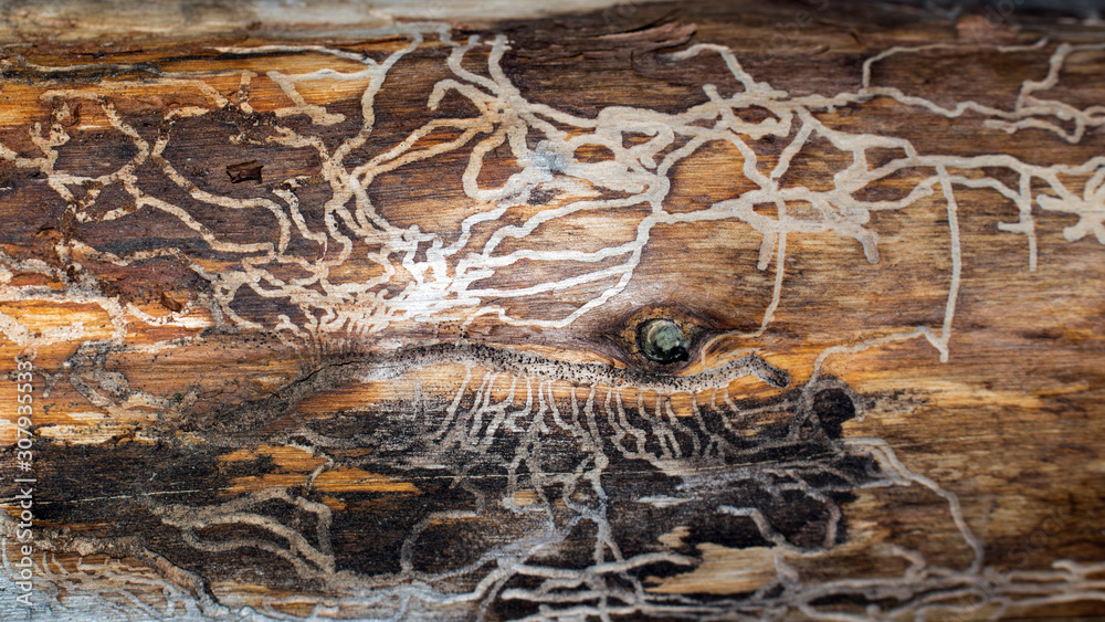 Traces from the boring of wood eating larvae under the bark of a pine ...