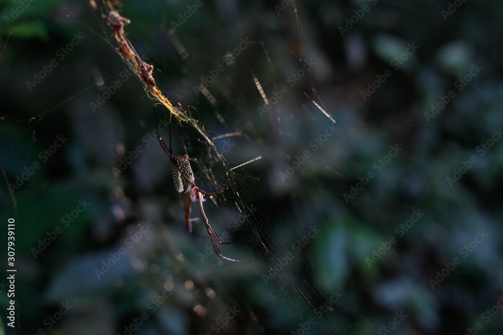 A spider in the Pedra Branca State Park, typical of the Atlantic Forest ...