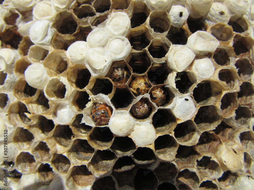 A direct view into the inside of a paper wasp nest and the larvae ...