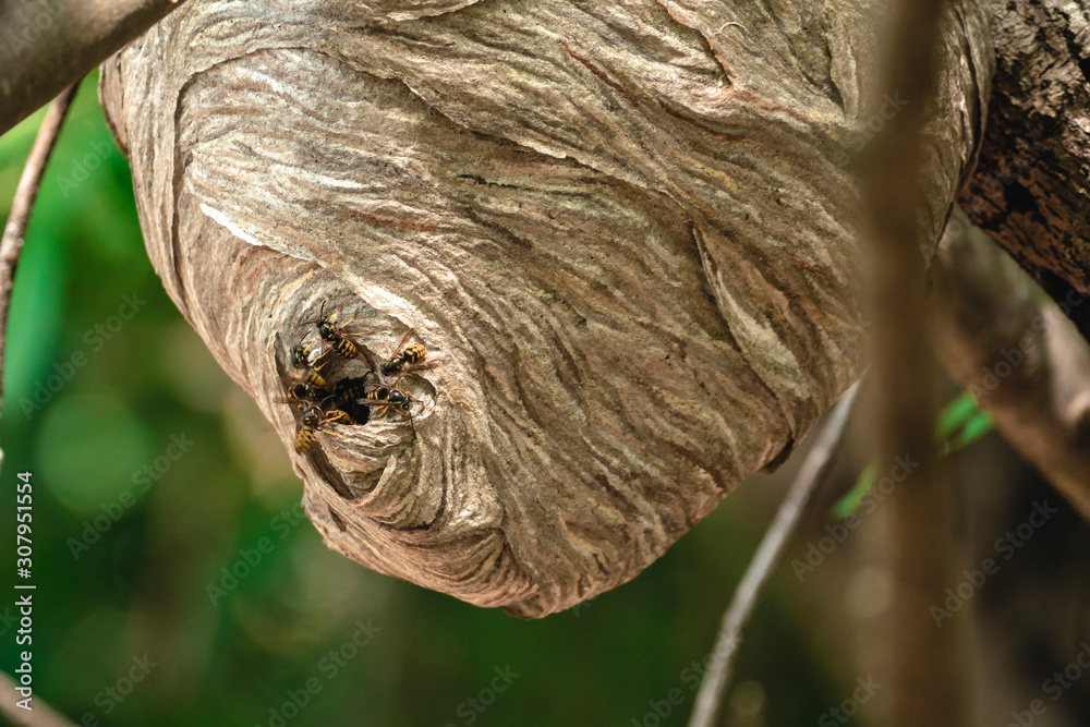 Paper Wasp Hive Zoomed Built in Backyard Tree Branch Stock Photo ...