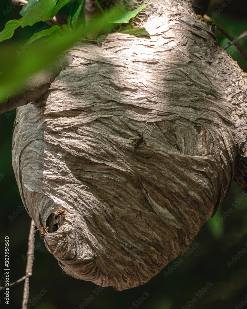 Paper Wasp Nest Built in Forest Tree Branch Stock Photo | Adobe Stock