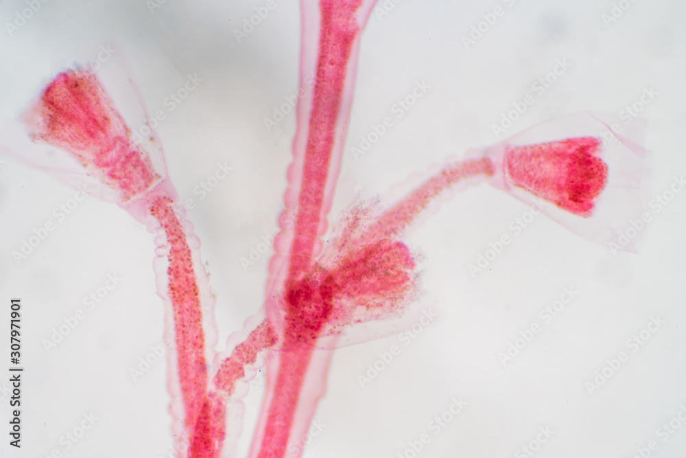 Obelia is a genus of hydrozoa, a class of mainly marine and some ...