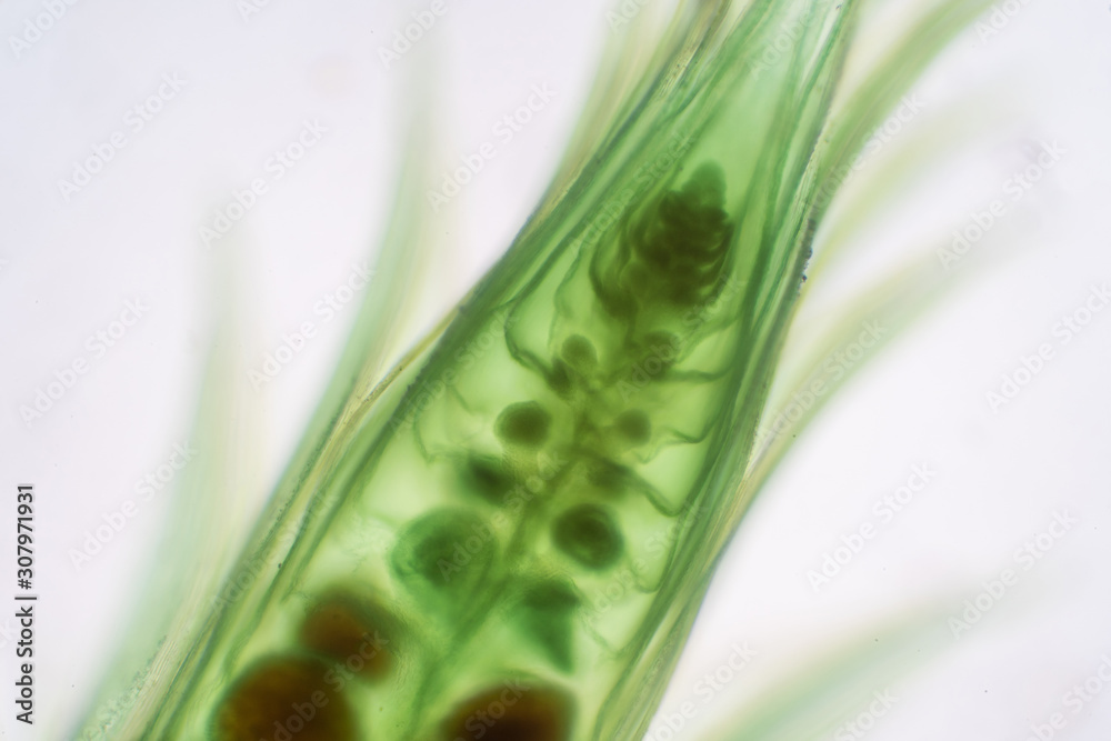 Moss gametophyte is the sexual phase in the life cycle of plants under ...