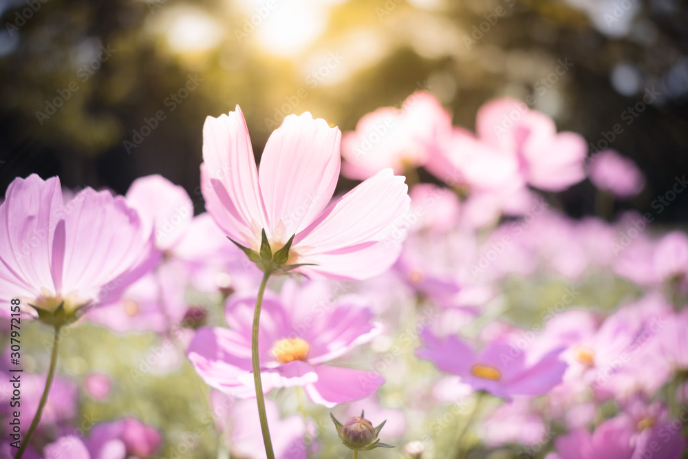 Nature of flower in garden using as cover page background natural flora ...