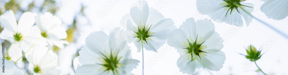 Nature of flower in garden using as cover page background natural flora ...