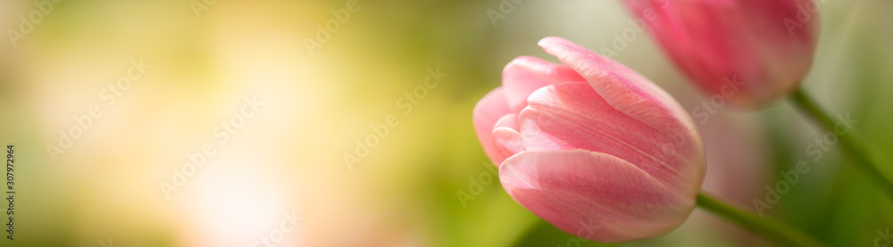 Nature of tulip flower in garden using as cover page background natural ...