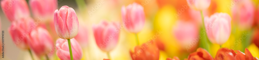 Nature of tulip flower in garden using as cover page background natural ...