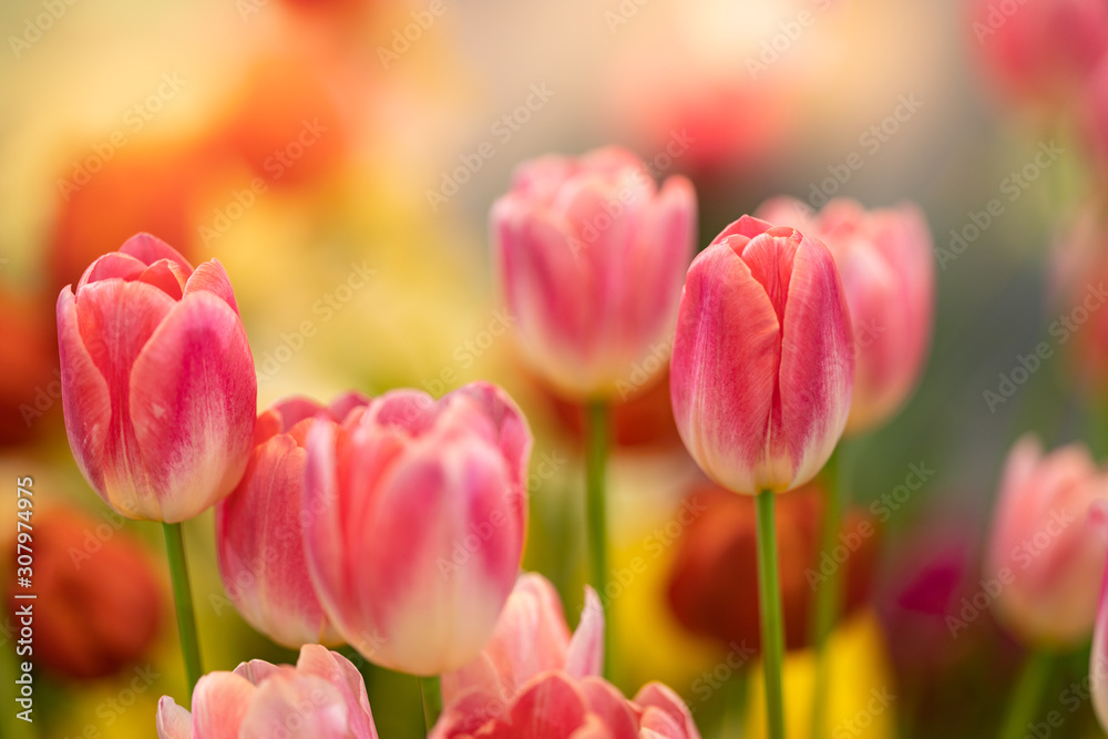 Nature of tulip flower in garden using as cover page background natural ...