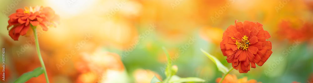 Nature of flower in garden using as cover page background natural flora ...