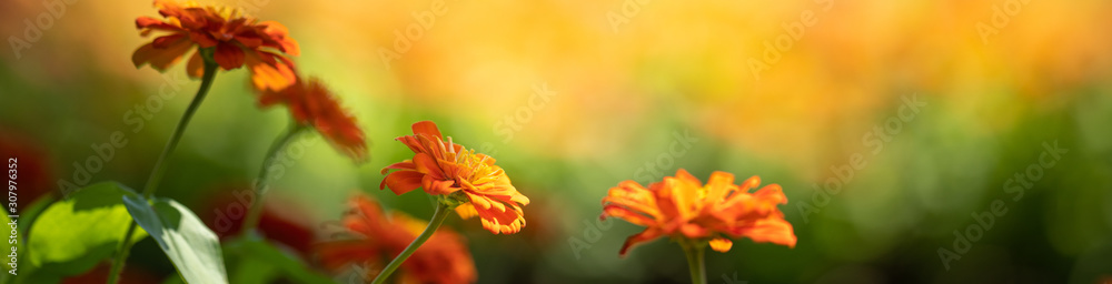 Nature of flower in garden using as cover page background natural flora ...