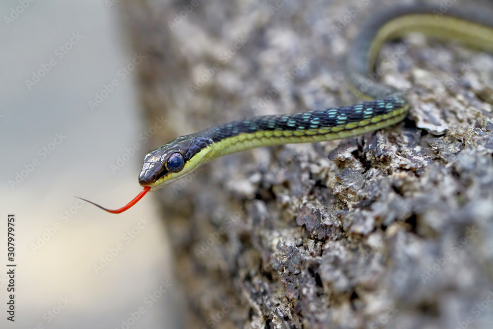 Painted Bronzeback Snake
