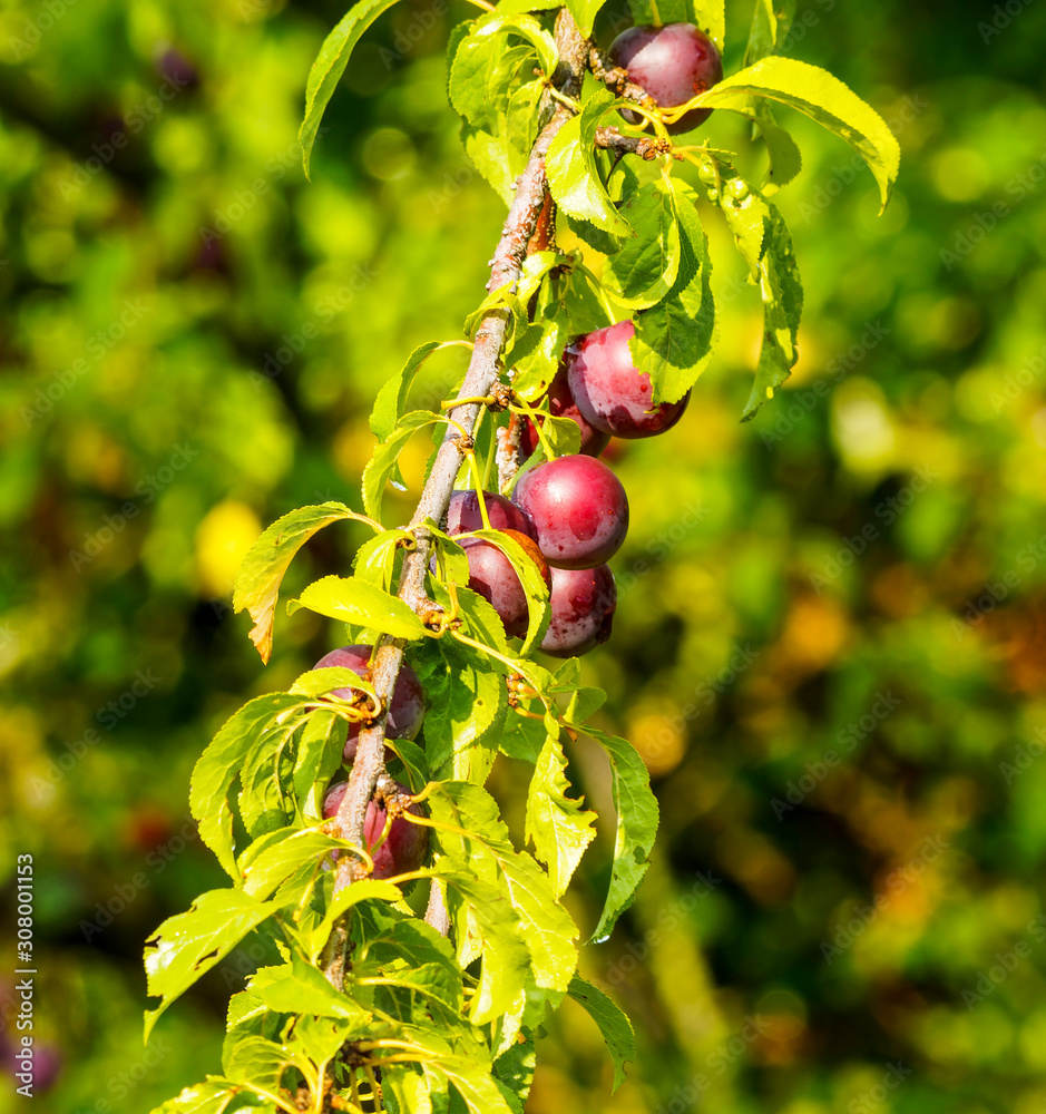 Dunkelrote wilde Mirabellen am Baum (Prunus domestica syriaca) Stock ...