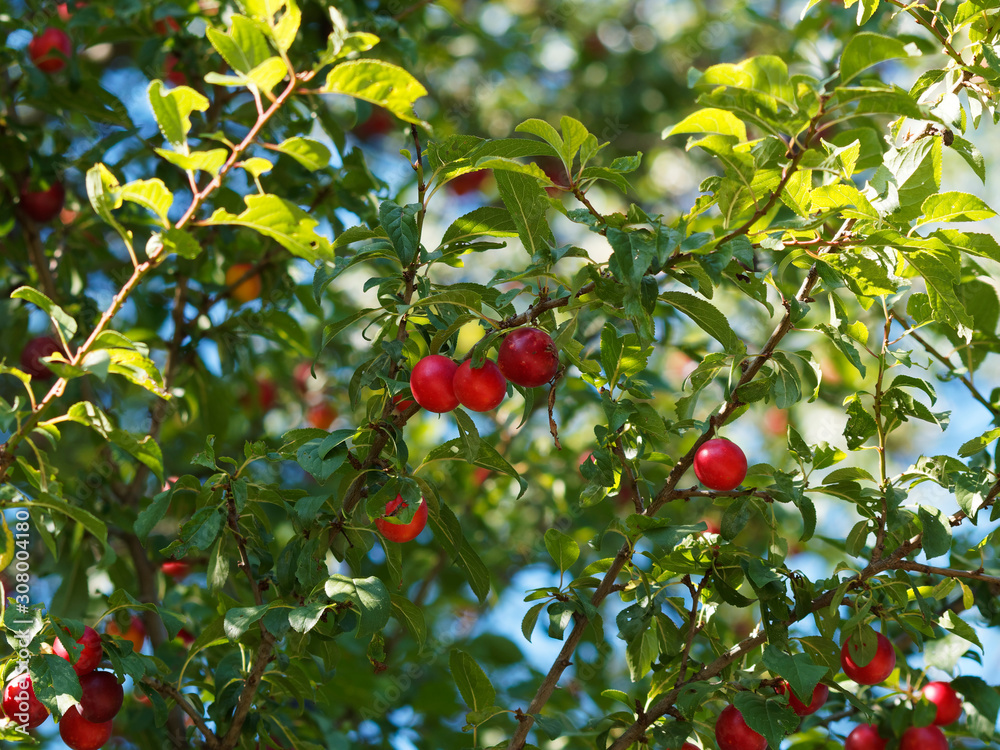 (Prunus domestica syriaca) Wilde Rote Mirabellen am Baum Stock Photo ...