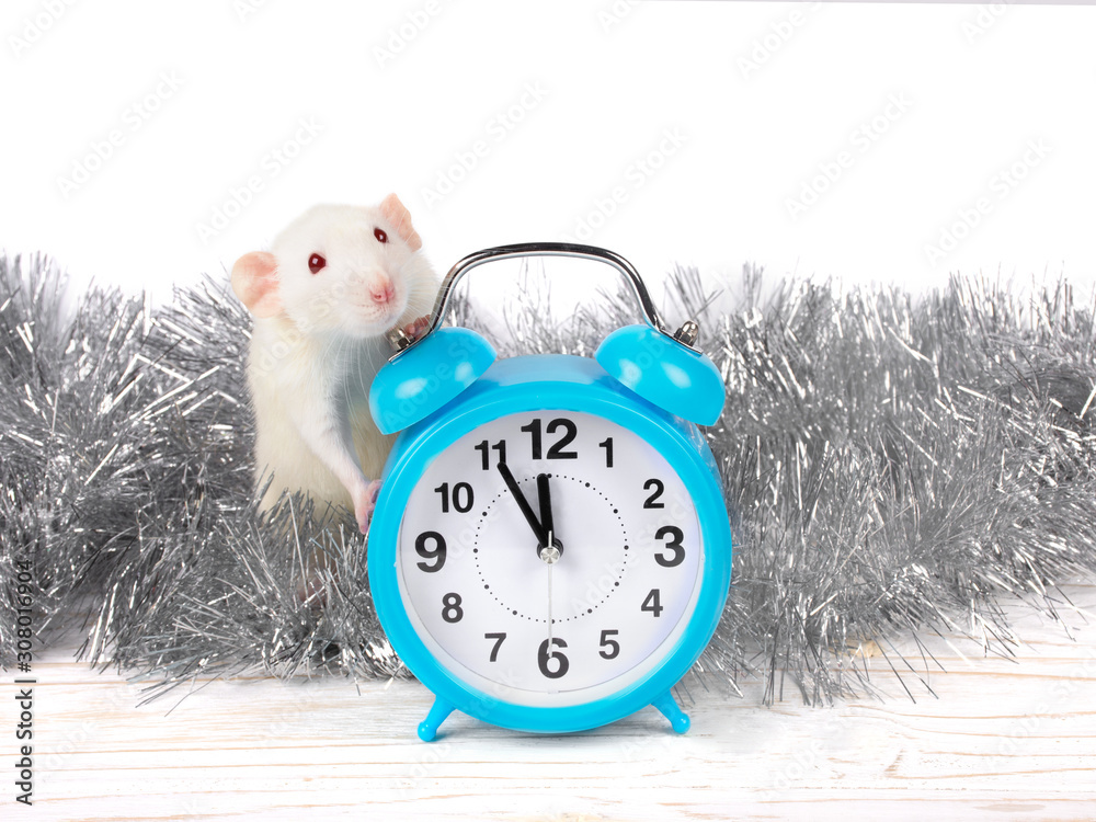 Cute white rat standing behind a clock showing almost midnight as a ...