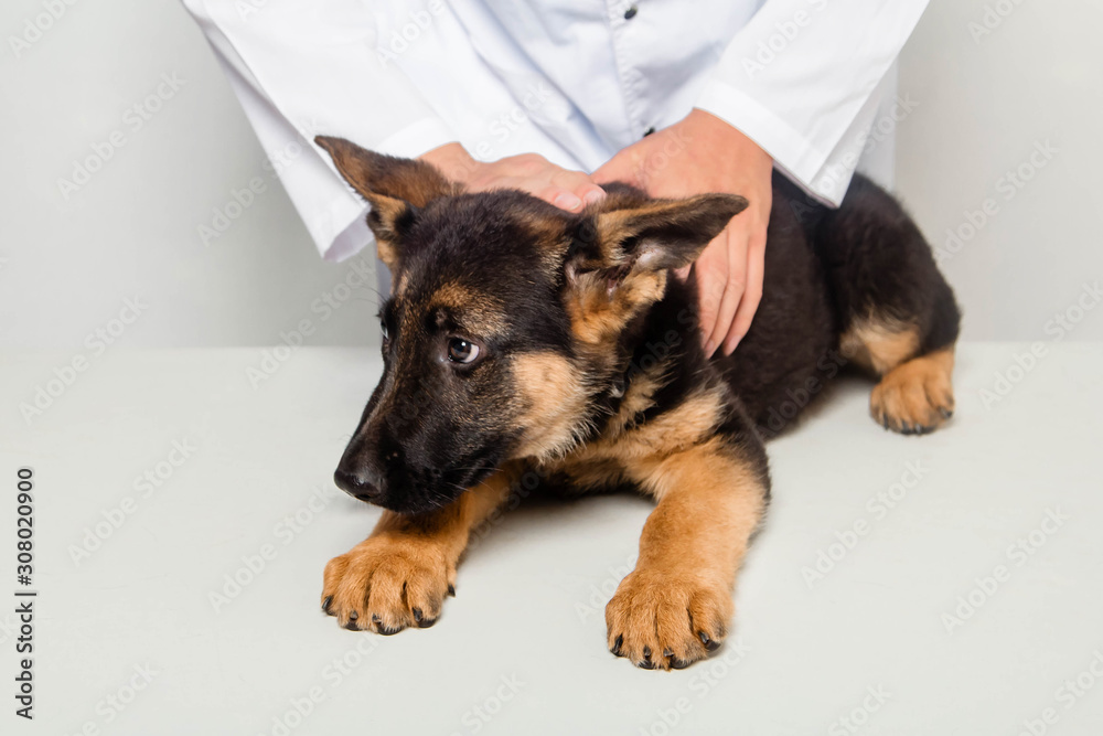 Veterinarian holds a scared puppy of a German shepherd. Medical ...