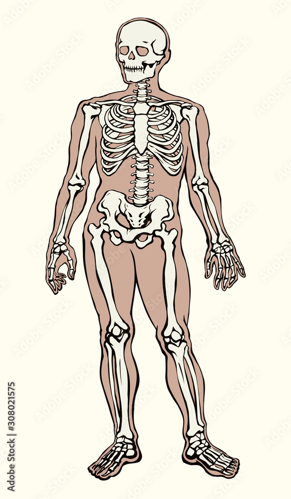 Human skeleton. Vector schematic drawing Stock Vector | Adobe Stock