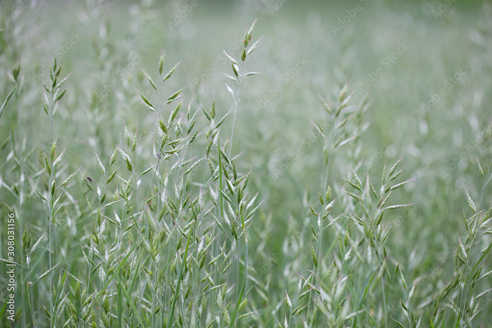 Bromus mollis is a plant species of the Poaceae family. Stock Photo ...