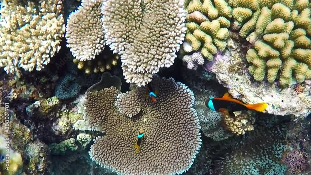 Red and Black Clownfish, also known as the Black Anemonefish, Red and ...