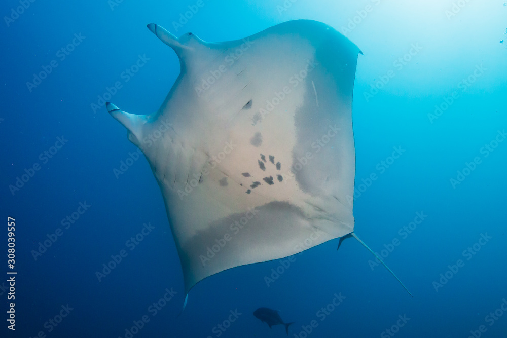 Oceanic Manta Ray showing its underside and unique spot patterns used ...