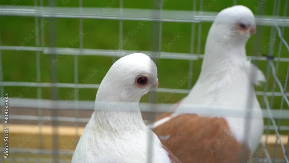 Closeup view of gorgeous beautiful white unusual purebred doves in cage ...