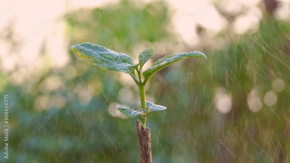 Coffee seeding in the rain. Coffee plantation during rain. Rain drops ...