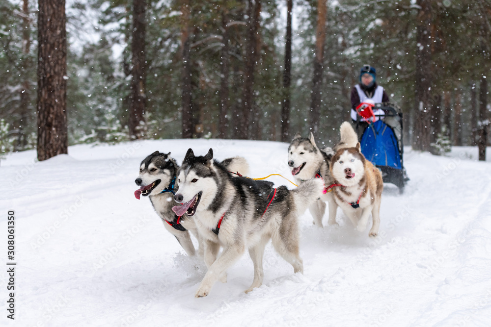 Sled dog racing. Husky sled dogs team pull a sled with dog driver ...