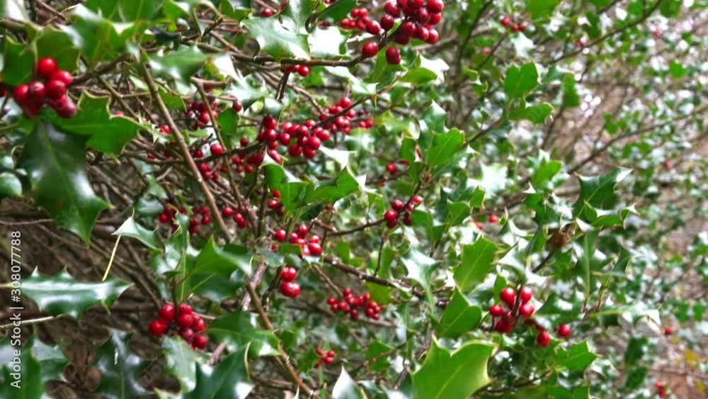 Background of christmas holly tree branches with many clusters of red ...