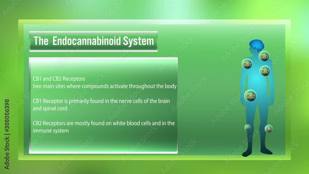 The Human body endocannabinoid system,cb1,cb2 receptors.video animation ...