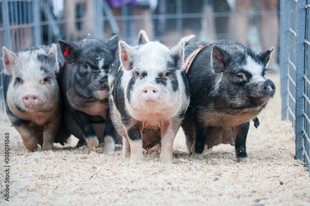 pig race Stock Photo | Adobe Stock